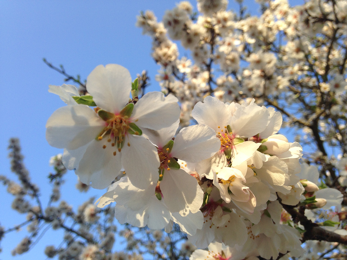 Il territorio e le materie prime - Premiata fabbrica torroni e dolci ...
